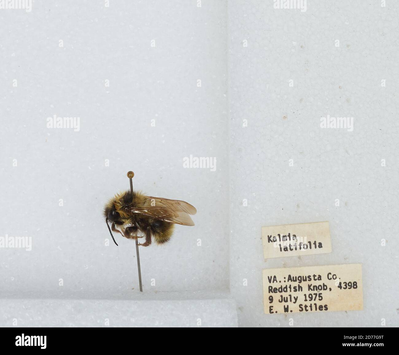 Reddish Knob, Augusta, Virginia, United States, Bombus (Psithyrus ...