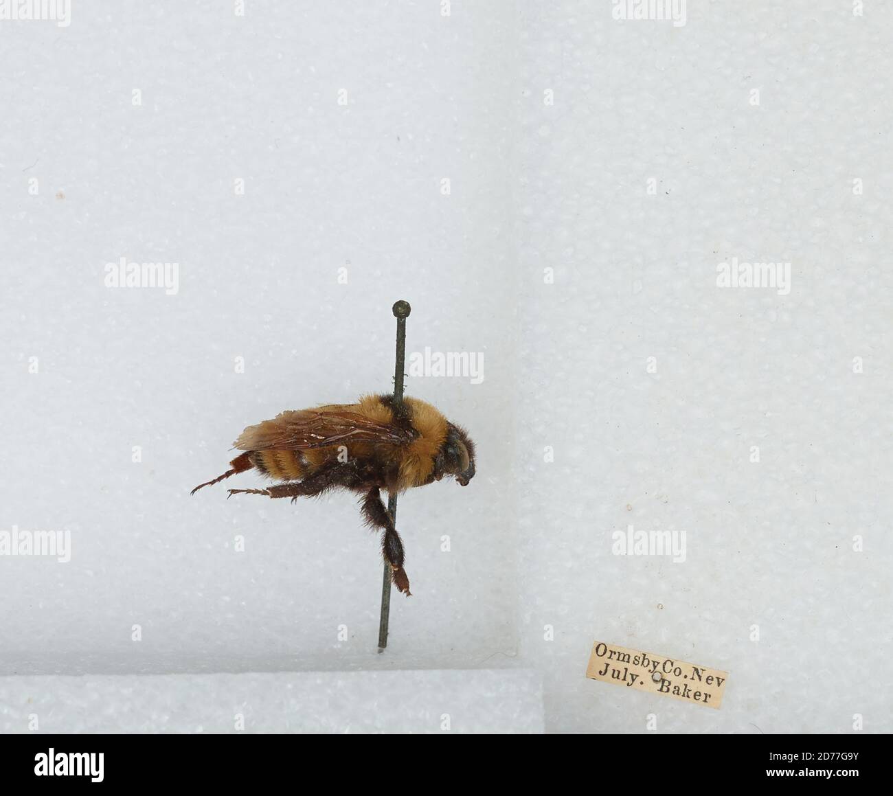 Ormsby, Nevada, United States, Bombus (Fervidobombus) fervidus fervidus ...