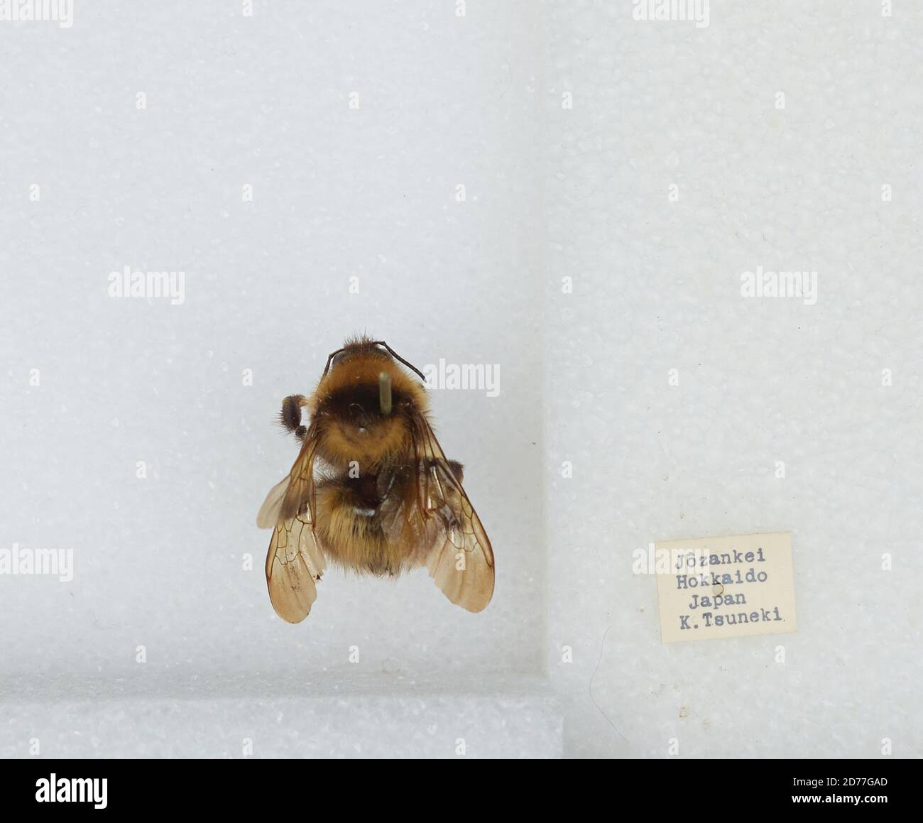 Jozankei, Hokkaido, Japan, Bombus (Diversobombus) diversus Smith, Animalia, Arthropoda, Insecta ...