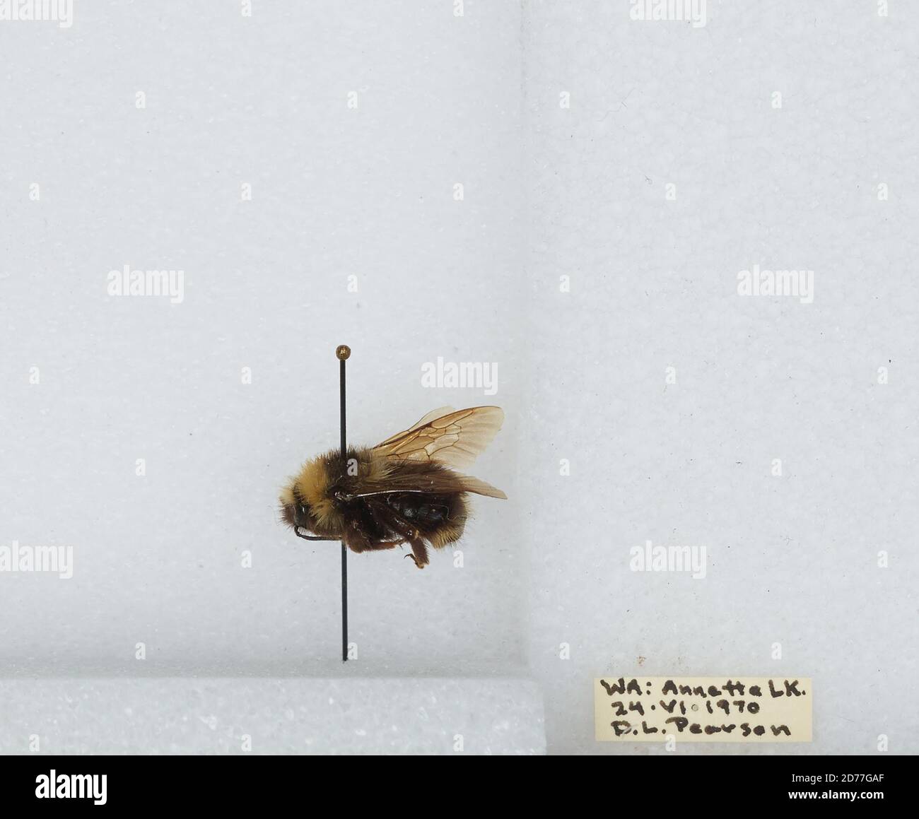 Annette Lake, King, Washington, United States, Bombus (Psithyrus ...