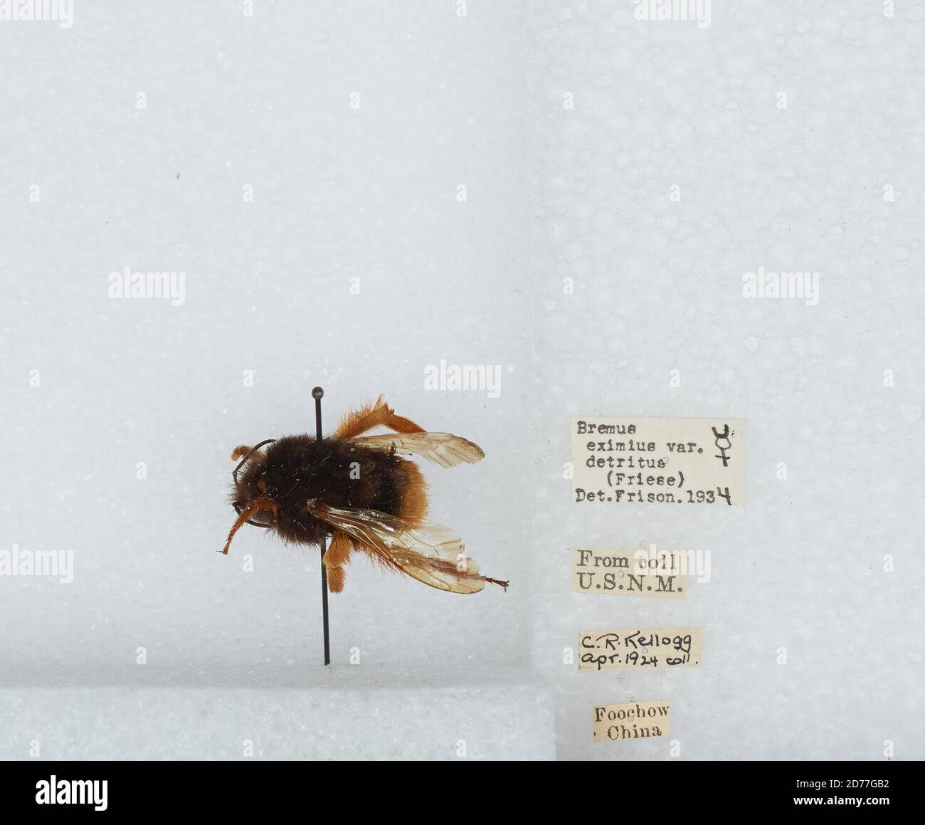 Fuzhou, Fujian, China, Bombus (Rufipedibombus) eximius Smith, Animalia ...