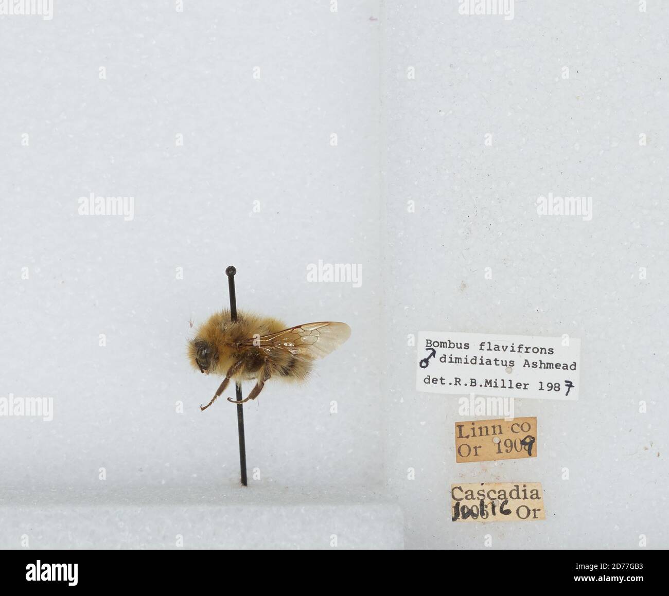 Cascadia, Linn, Oregon, United States, Bombus (Pyrobombus) flavifrons ...