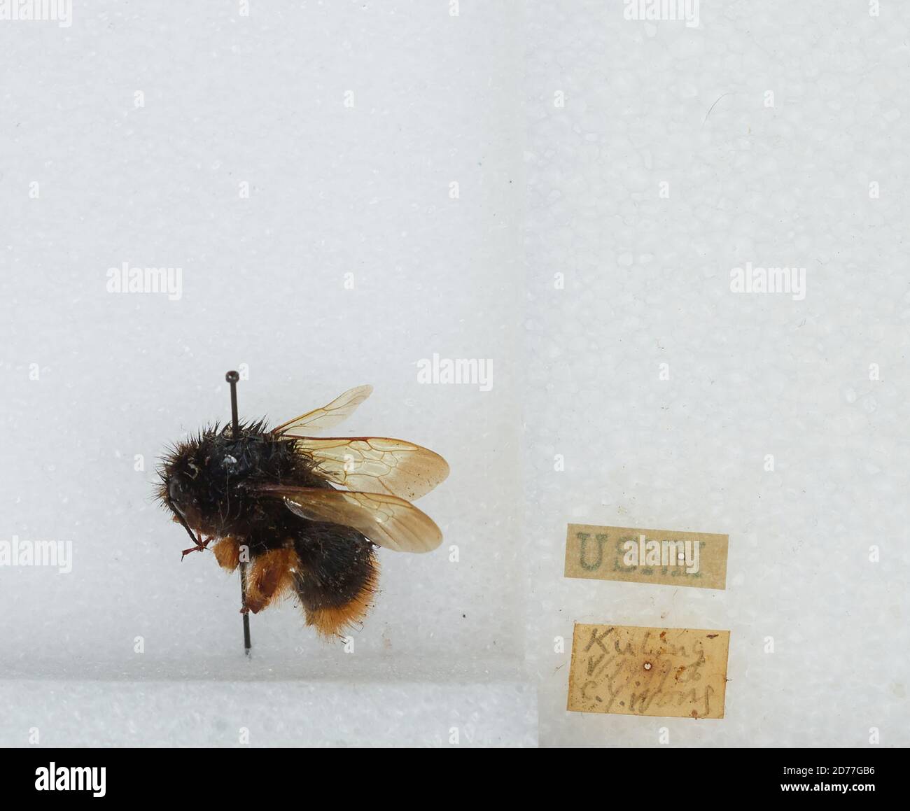 Eximius smith hi-res stock photography and images - Alamy