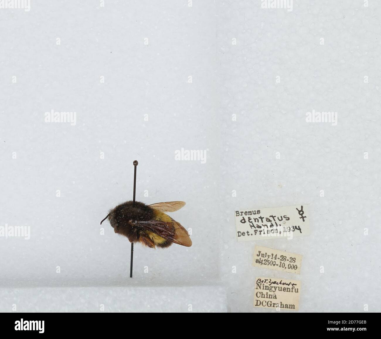 Between Yechow and Ningyuenfu, China, Bombus (Alpigenobombus) breviceps ...
