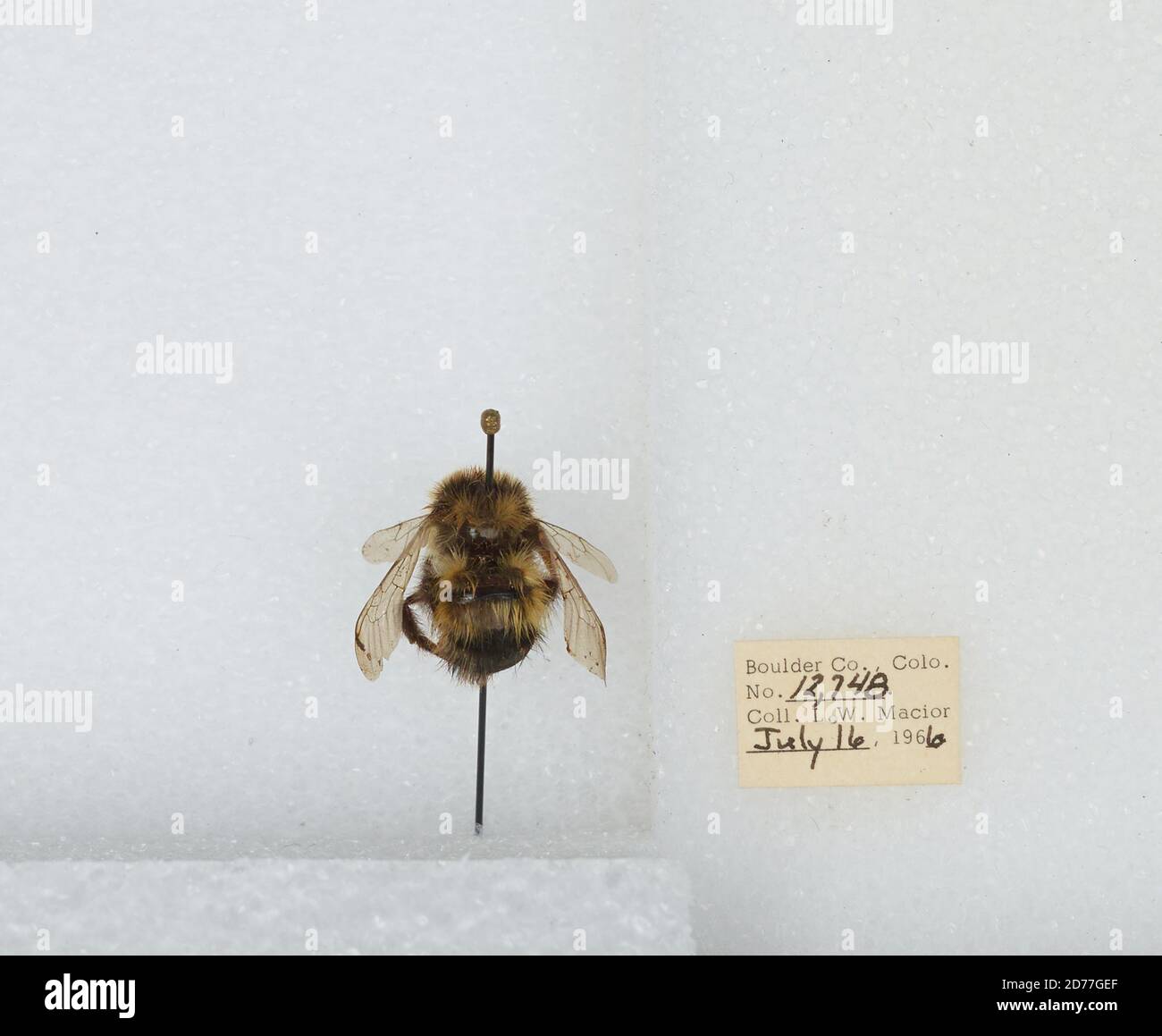 Boulder, Colorado, United States, Bombus (Alpinobombus) balteatus ...