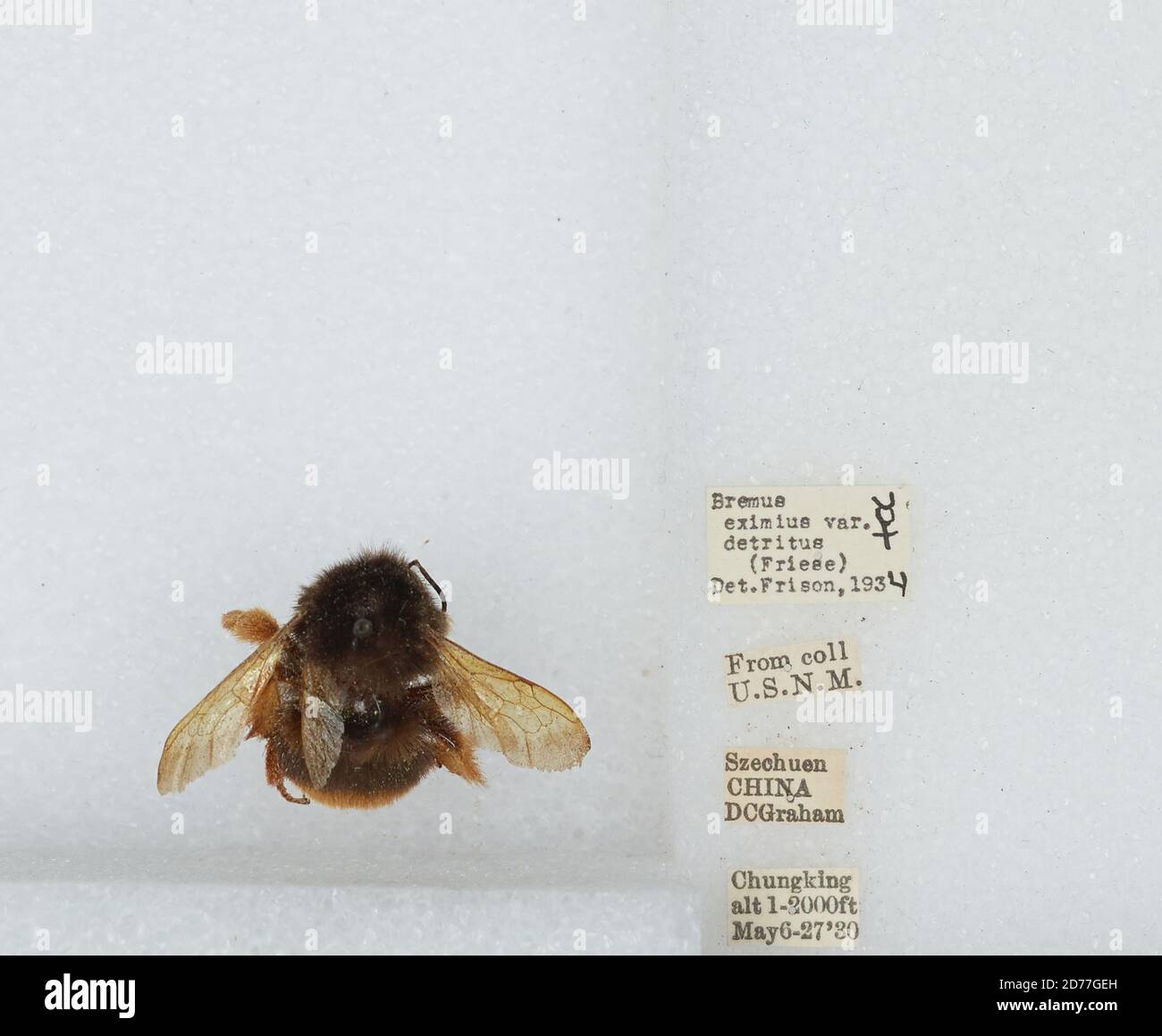 Chongyang, Sichuan, China, Bombus (Rufipedibombus) eximius Smith ...