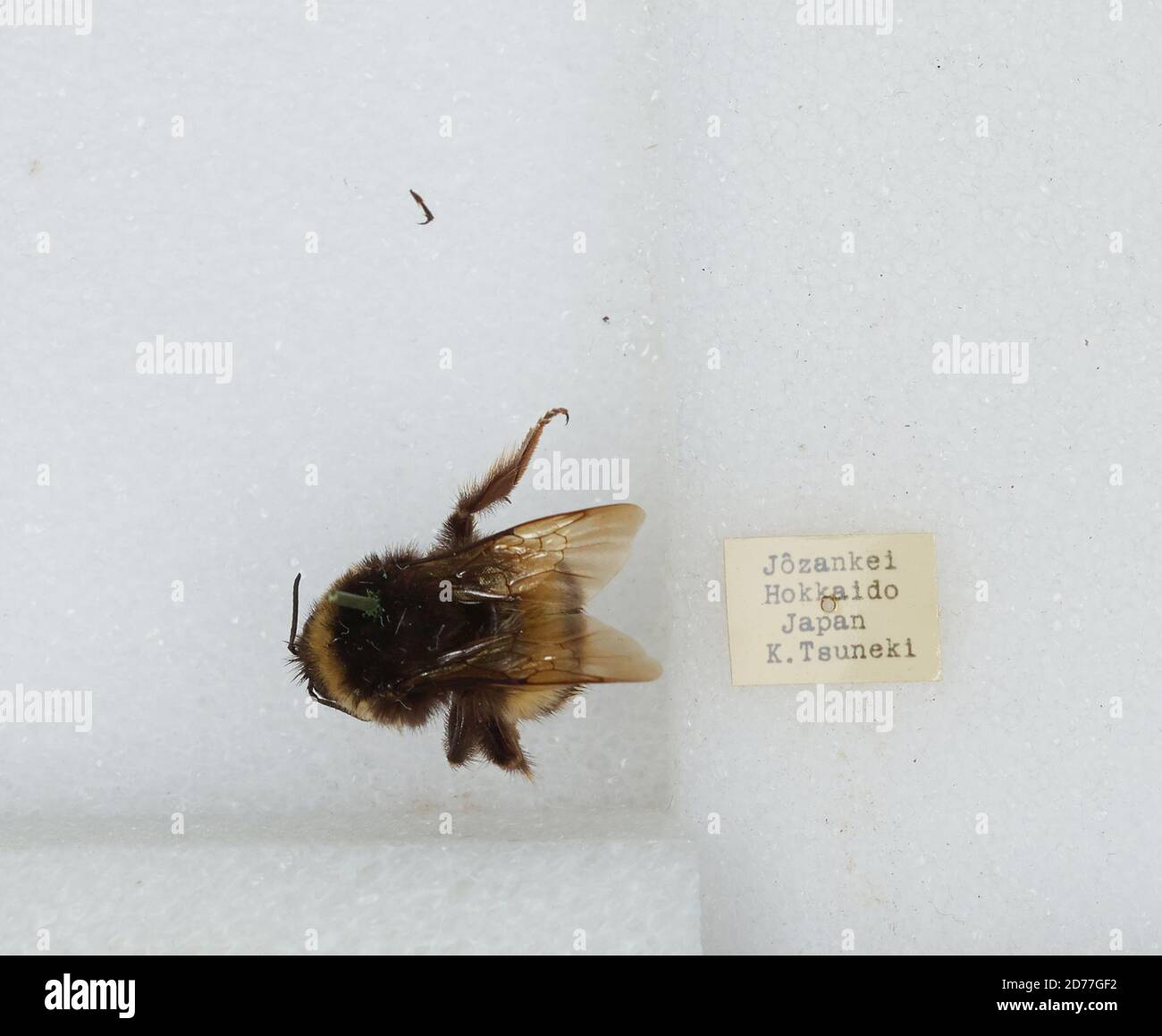 Jozankei, Hokkaido, Japan, Bombus (Bombus) ignitus Smith, Animalia, Arthropoda, Insecta ...