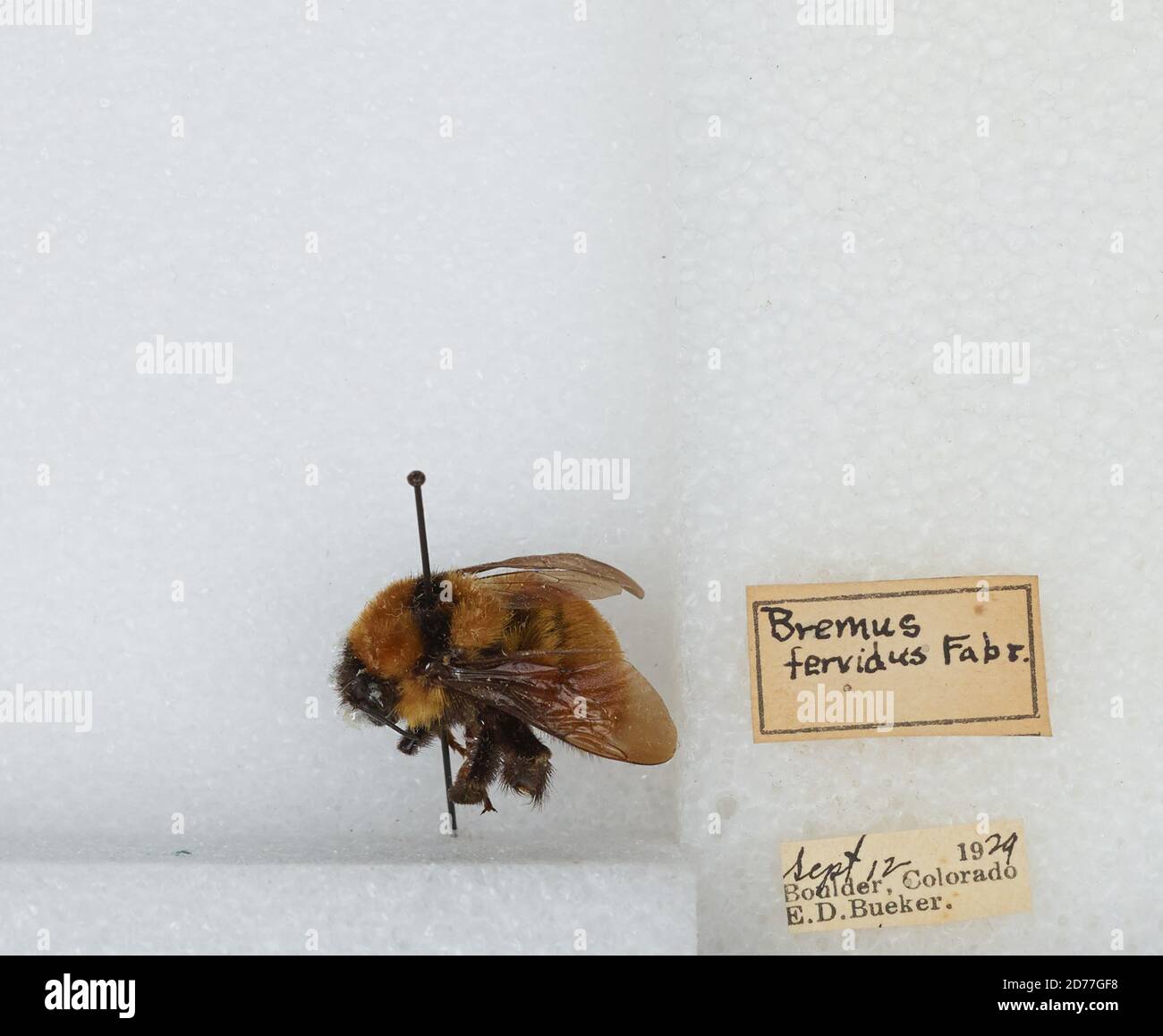 Boulder, Colorado, United States, Bombus (Fervidobombus) fervidus ...