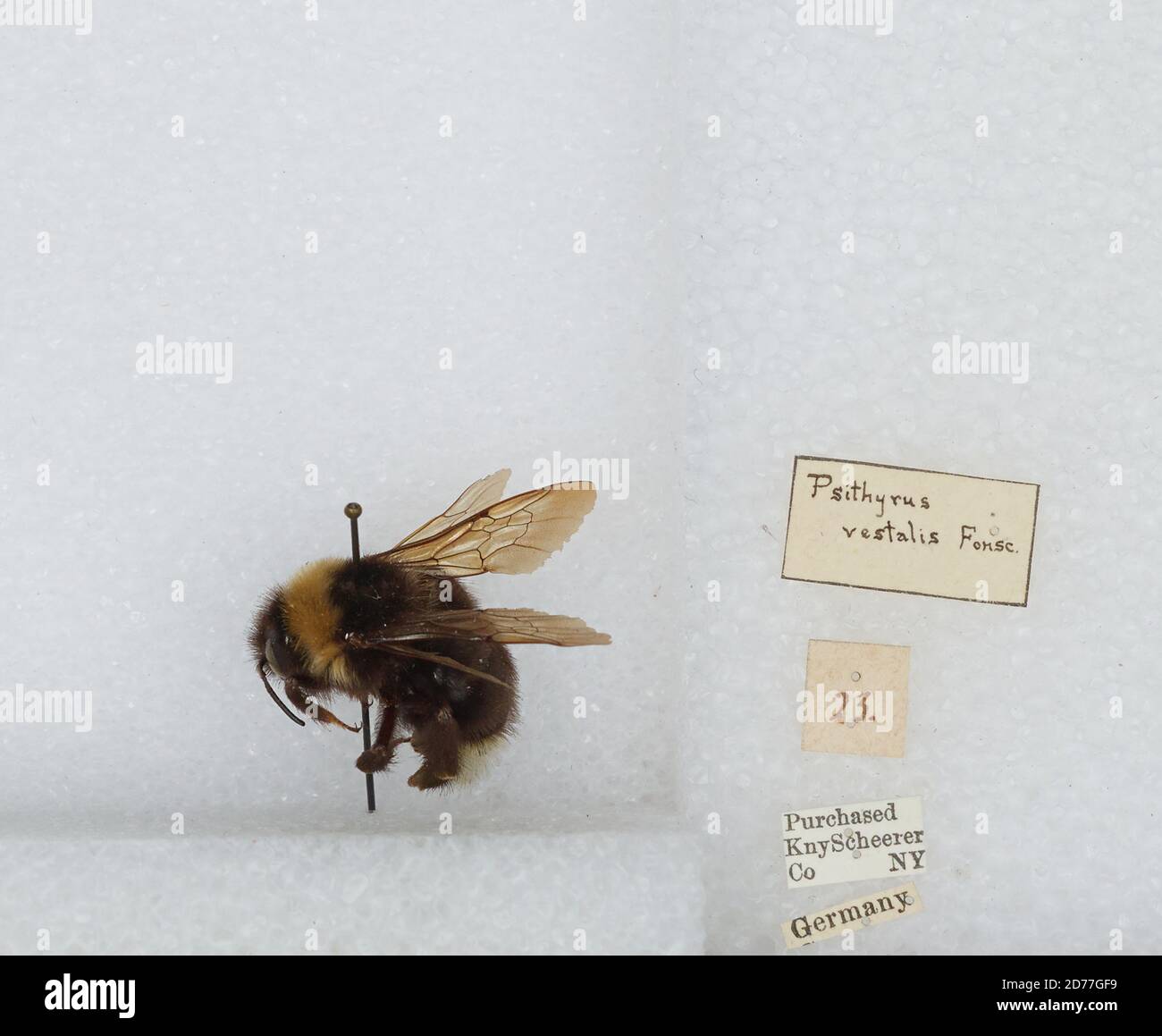 Germany, Bombus (Psithyrus) bohemicus Seidl, Animalia, Arthropoda ...