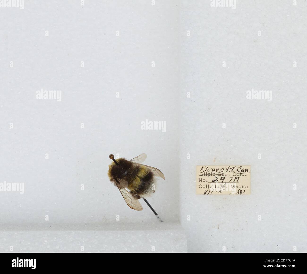 Kluane, Yukon Territory, Canada, Bombus (Bombus) lucorum (Linnaeus ...