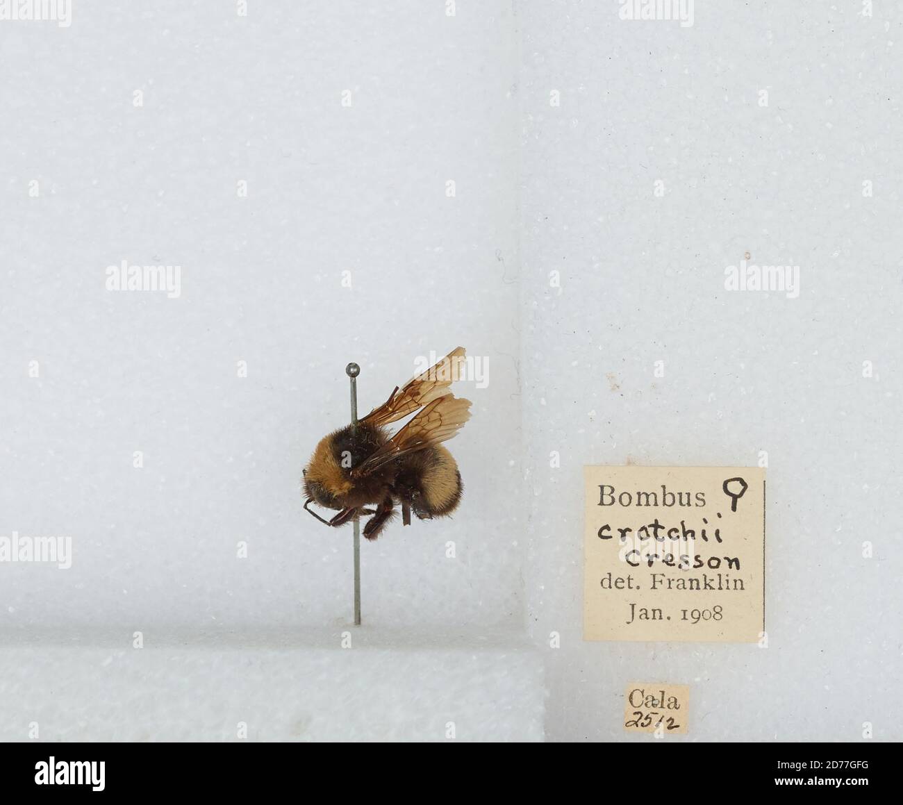 Bombus (Crotchiibombus) crotchii Cresson, 1878, Animalia, Arthropoda ...