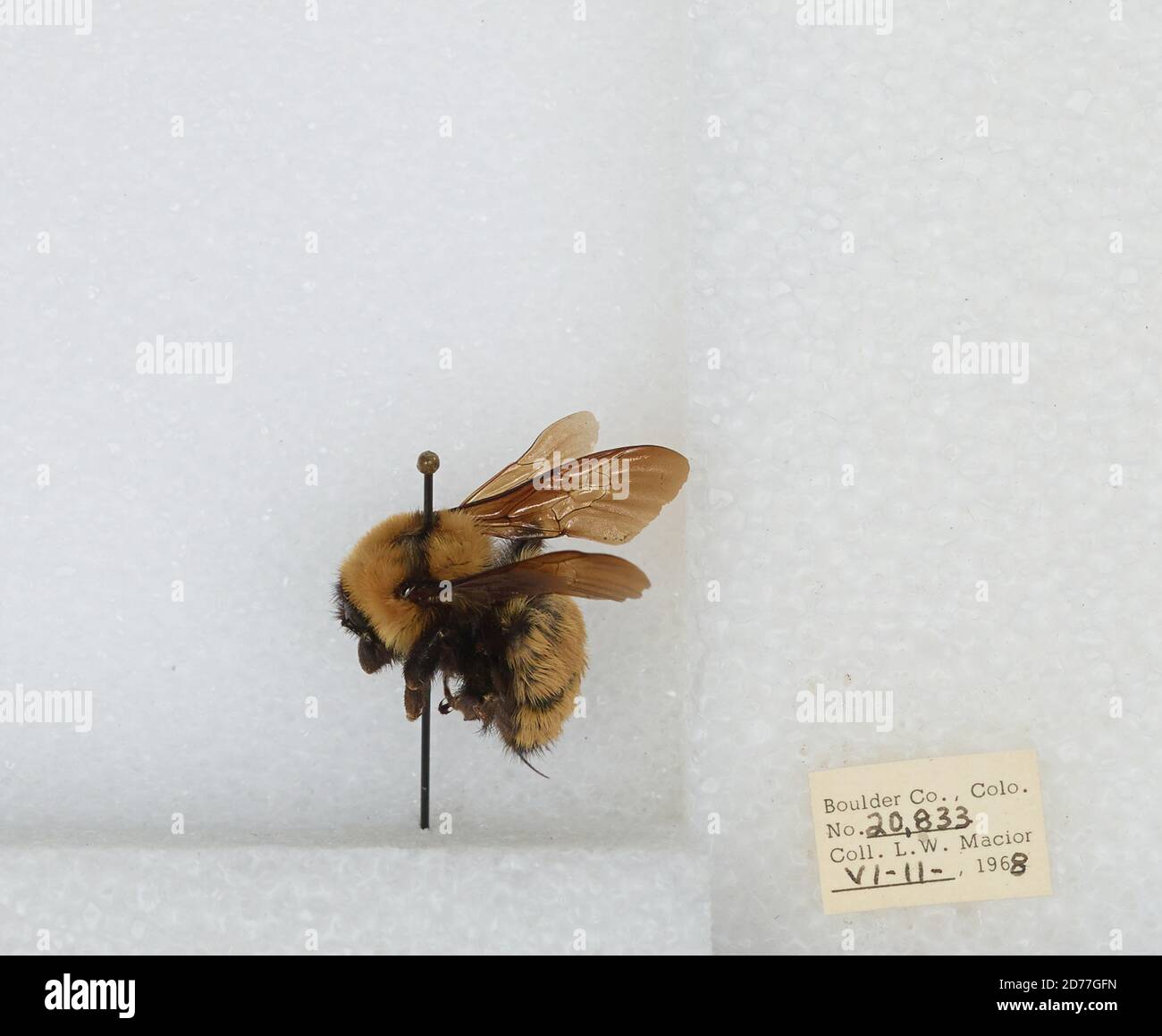 Boulder, Colorado, United States, Bombus (Fervidobombus) fervidus ...