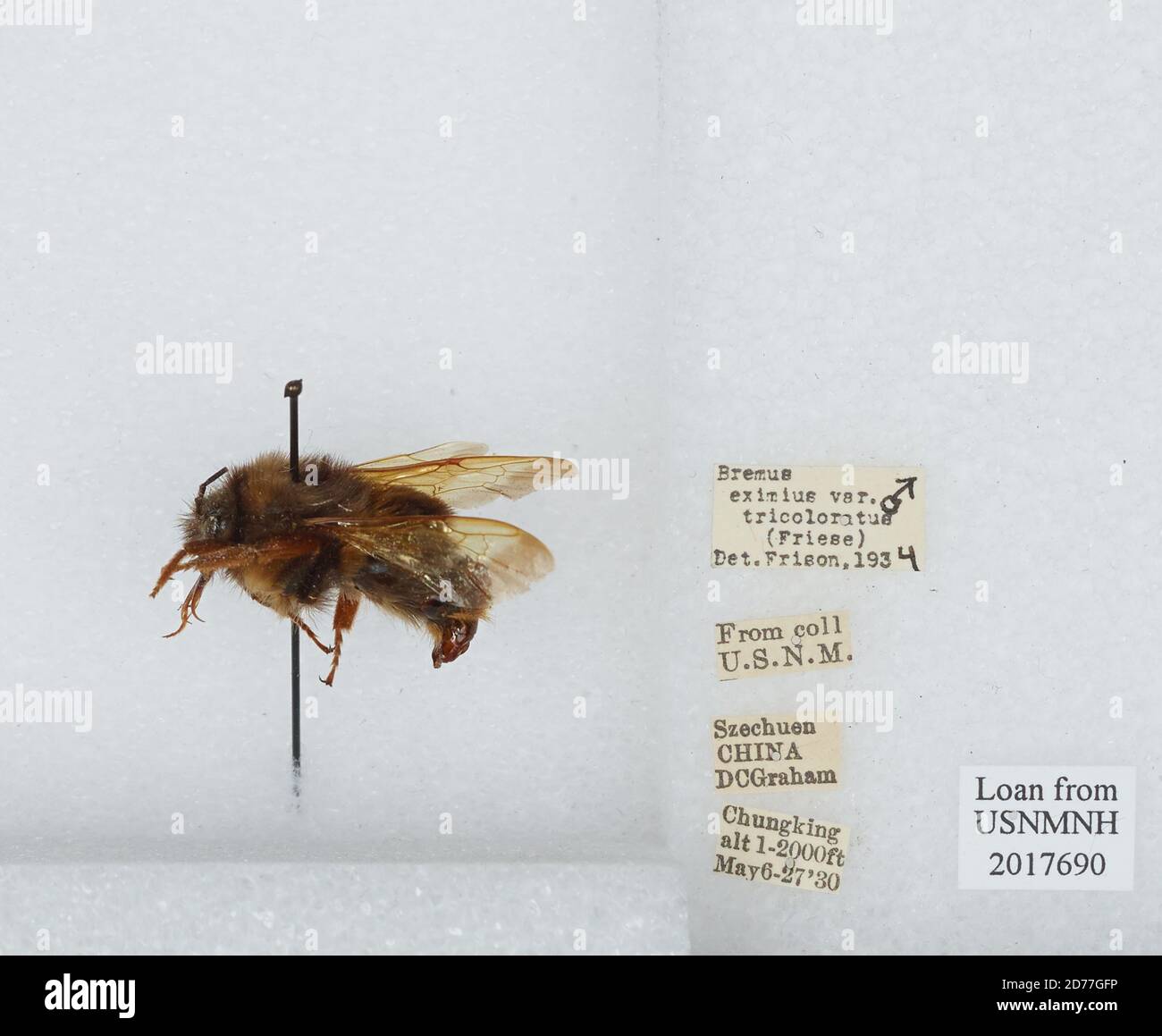 Eximius smith hi-res stock photography and images - Alamy