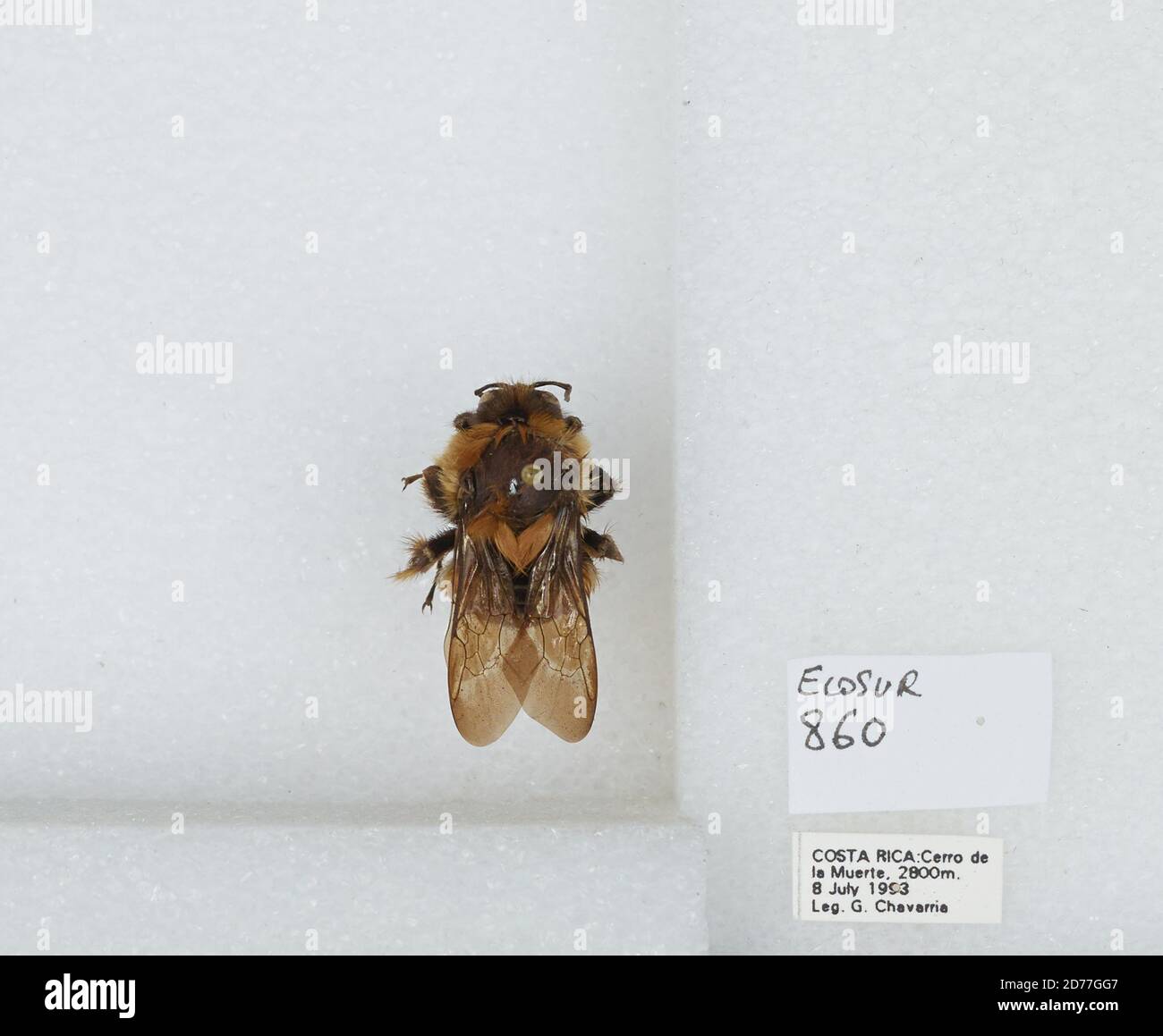 Cerro de la Muerte, San Jose, Costa Rica, Bombus (Pyrobombus ...