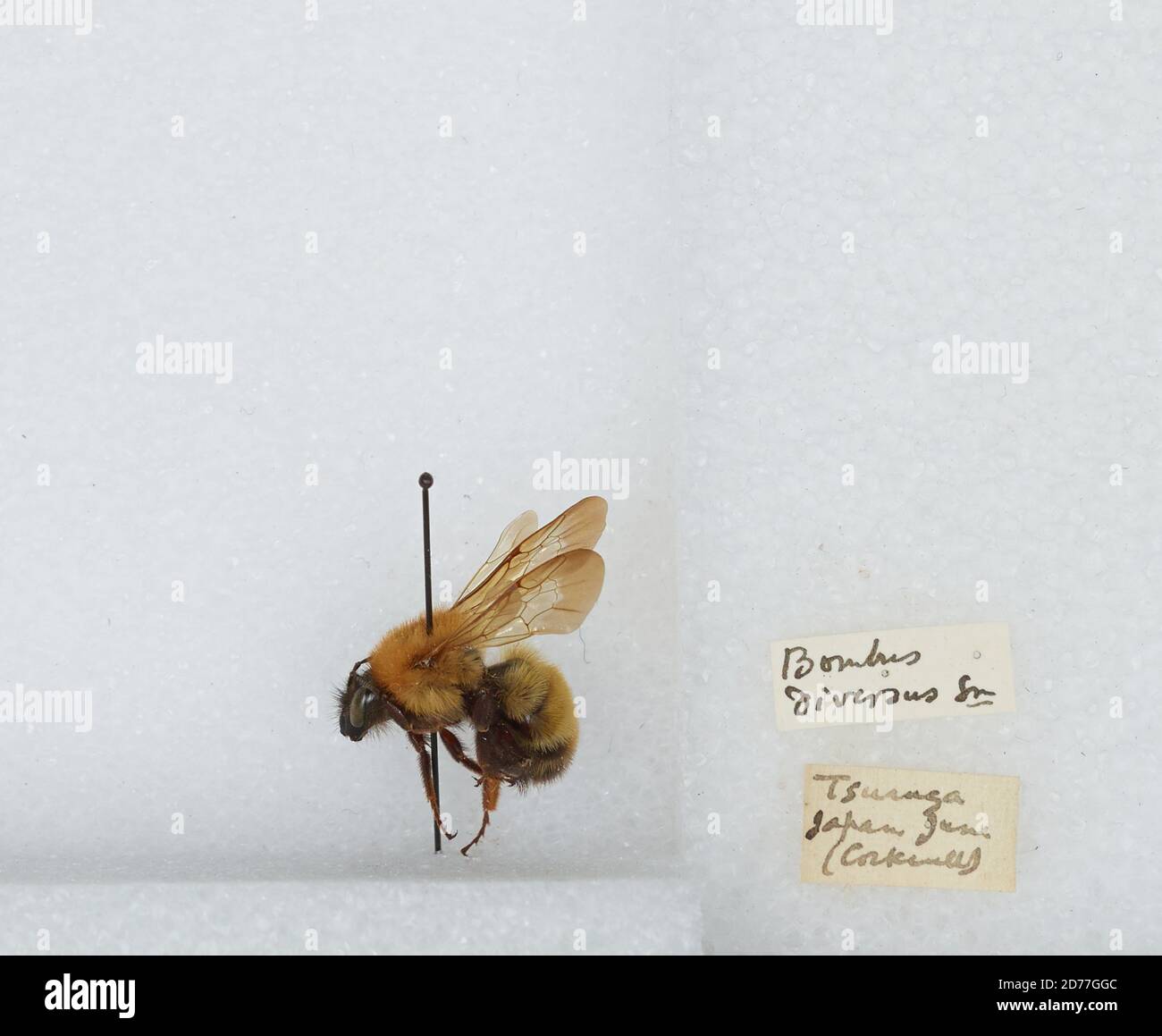 Tsunaga, Japan, Bombus (Diversobombus) diversus Smith, Animalia ...