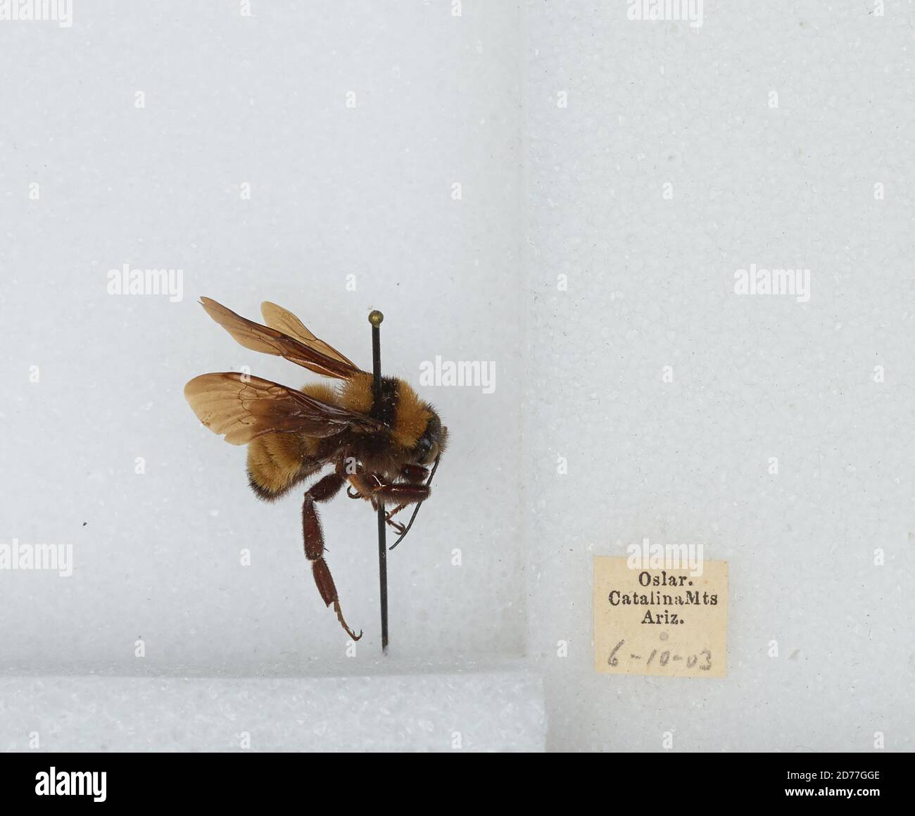 Catalina Mountains, Arizona, United States, Bombus (Fervidobombus ...