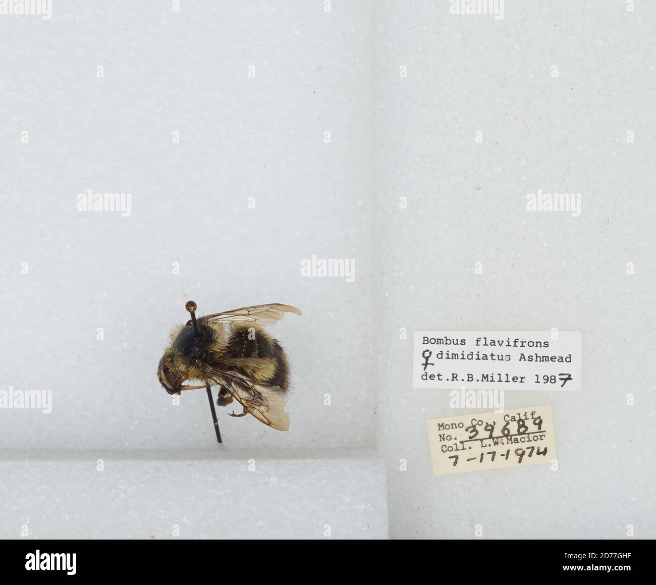 Mono, California, United States, Bombus (Pyrobombus) flavifrons Cresson ...