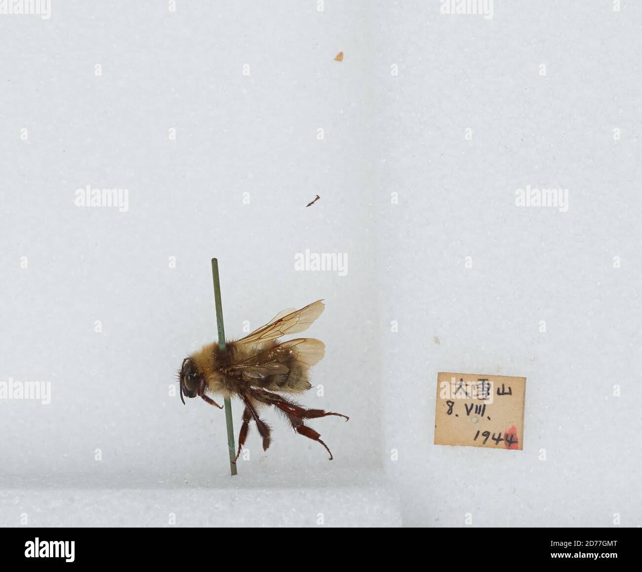 Daisetsuzan, Japan, Bombus (Diversobombus) diversus Smith, Animalia ...