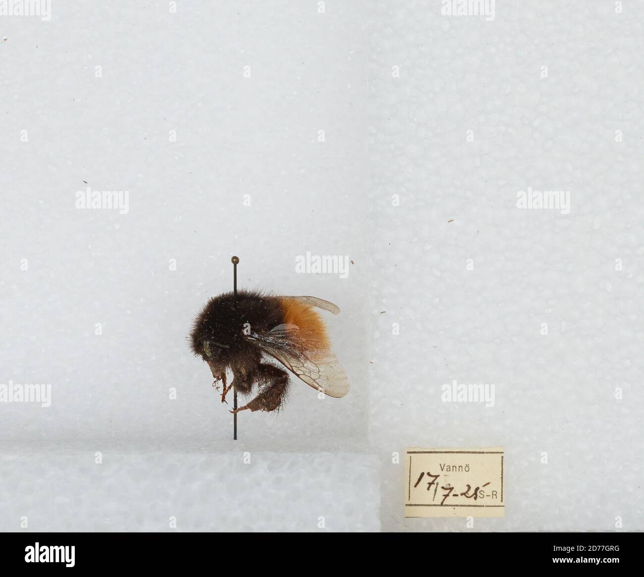 Bombus (Alpinobombus) alpinus (Linnaeus), Animalia, Arthropoda, Insecta ...
