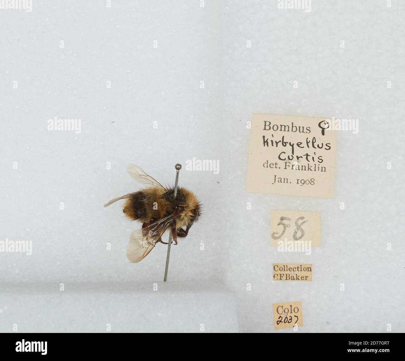 Colorado, United States, Bombus (Alpinobombus) balteatus Dahlbom ...