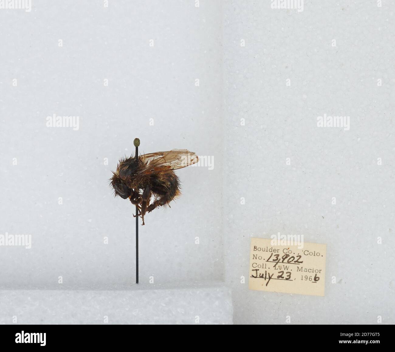 Boulder, Colorado, United States, Bombus (Alpinobombus) balteatus ...