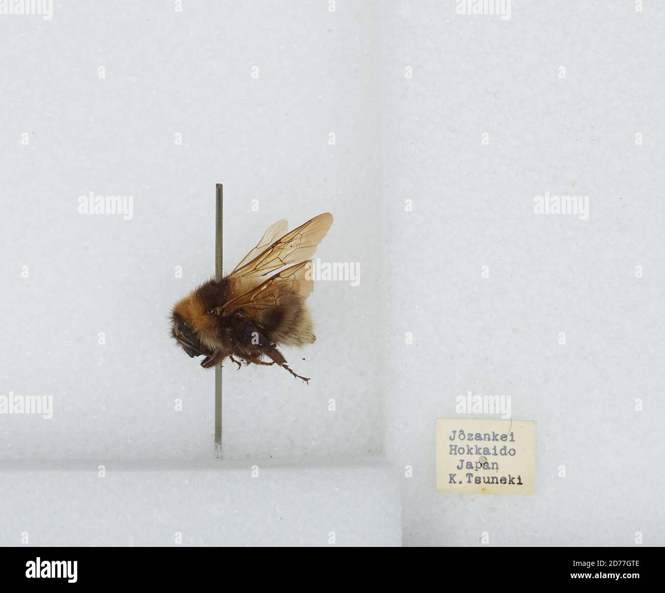 Jozankei, Hokkaido, Japan, Bombus (Diversobombus) diversus Smith, Animalia, Arthropoda, Insecta ...