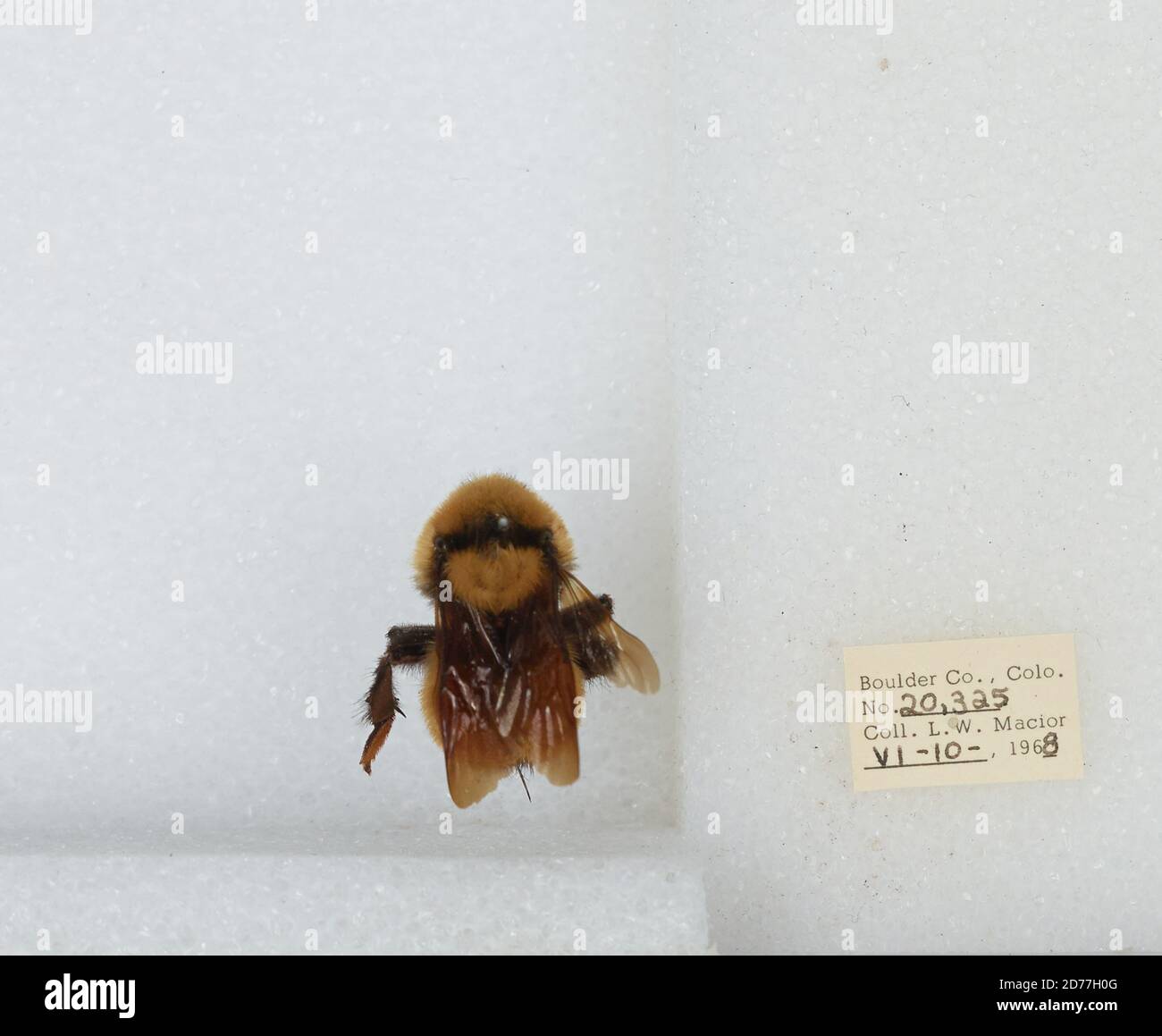 Boulder, Colorado, United States, Bombus (Fervidobombus) fervidus ...