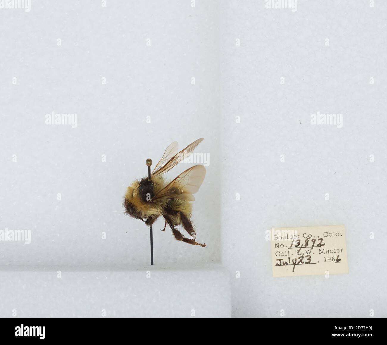 Boulder, Colorado, United States, Bombus (Alpinobombus) balteatus ...