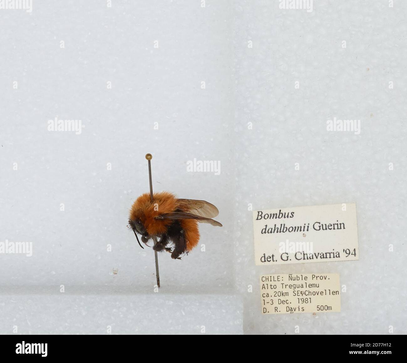 Alto tregualemu hi-res stock photography and images - Alamy