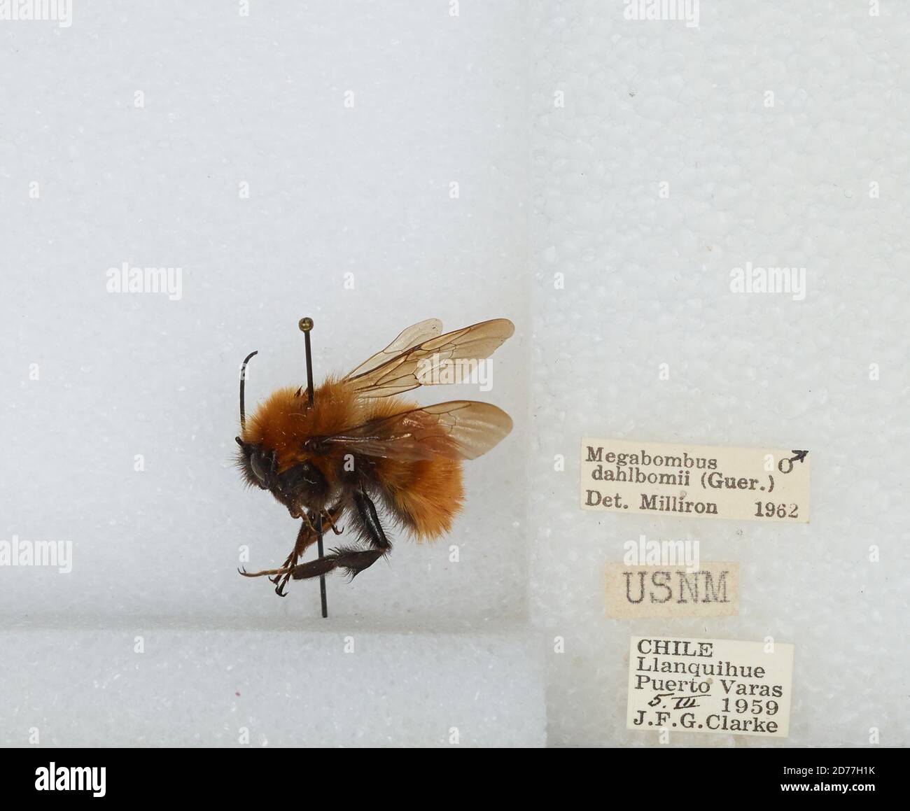 Puerto Varas, Llanquihue, Los Lagos, Chile, Bombus (Fervidobombus ...