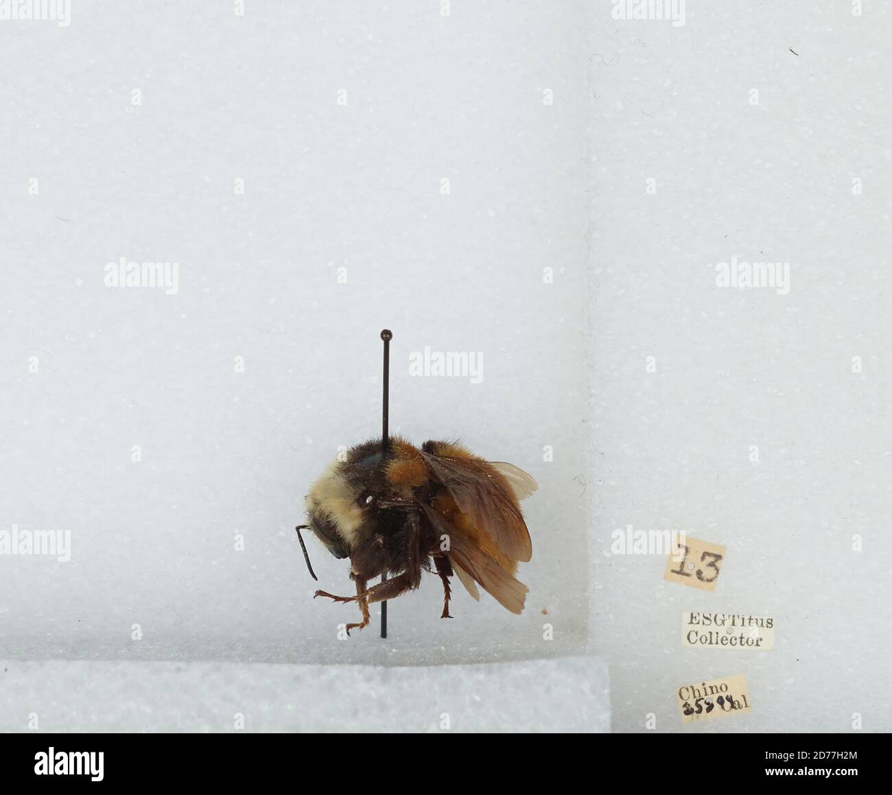 California, United States, Bombus (Subterraneobombus) appositus Cresson ...