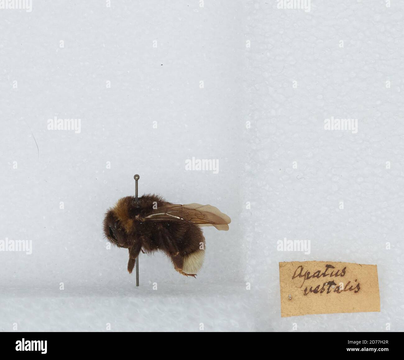 Bombus (Psithyrus) bohemicus Seidl, Animalia, Arthropoda, Insecta ...