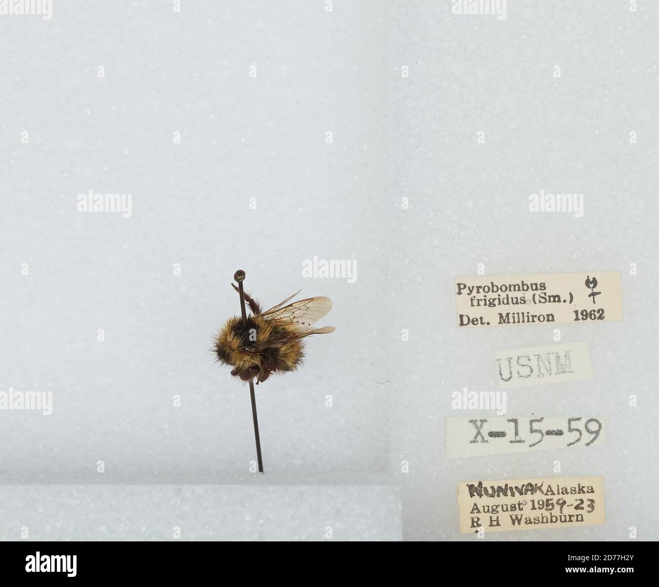 Nunivak, Bethel, Alaska, United States, Bombus (Pyrobombus) frigidus ...