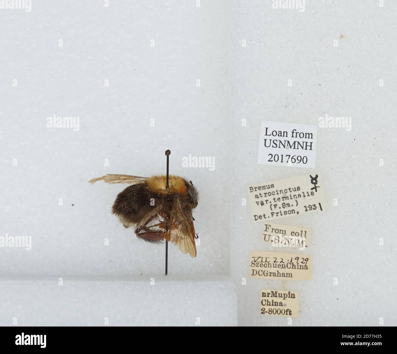 near Muping, formerly Mupin, Sichuan, China, Bombus (Festivobombus ...