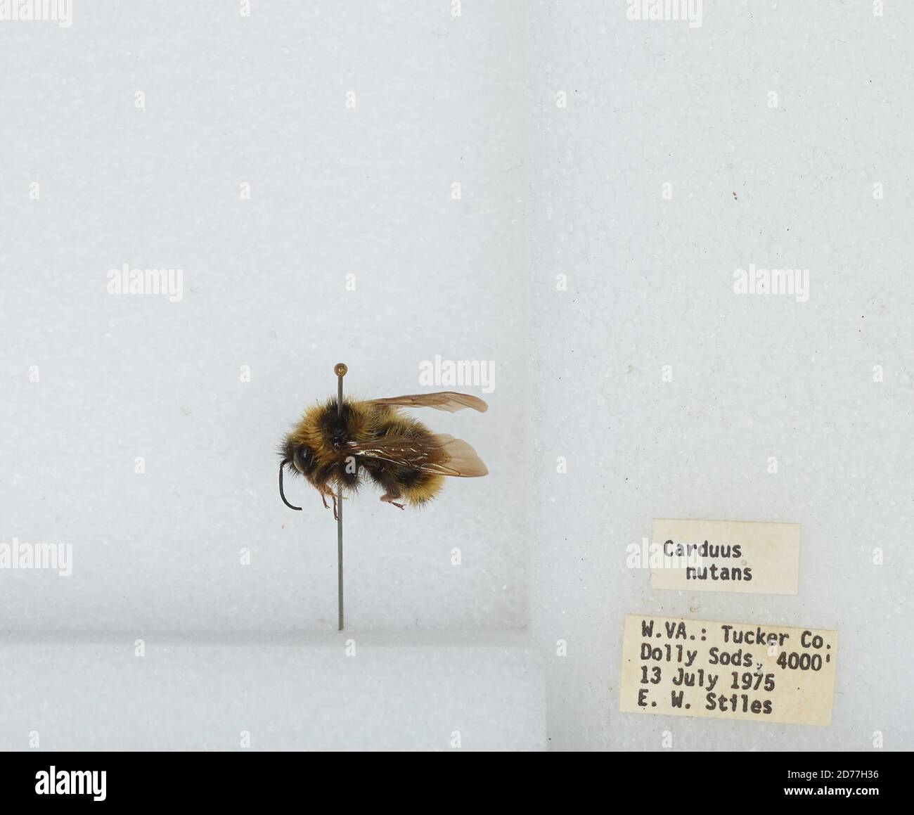 Dolly Sods Wilderness, Tucker, West Virginia, United States, Bombus ...