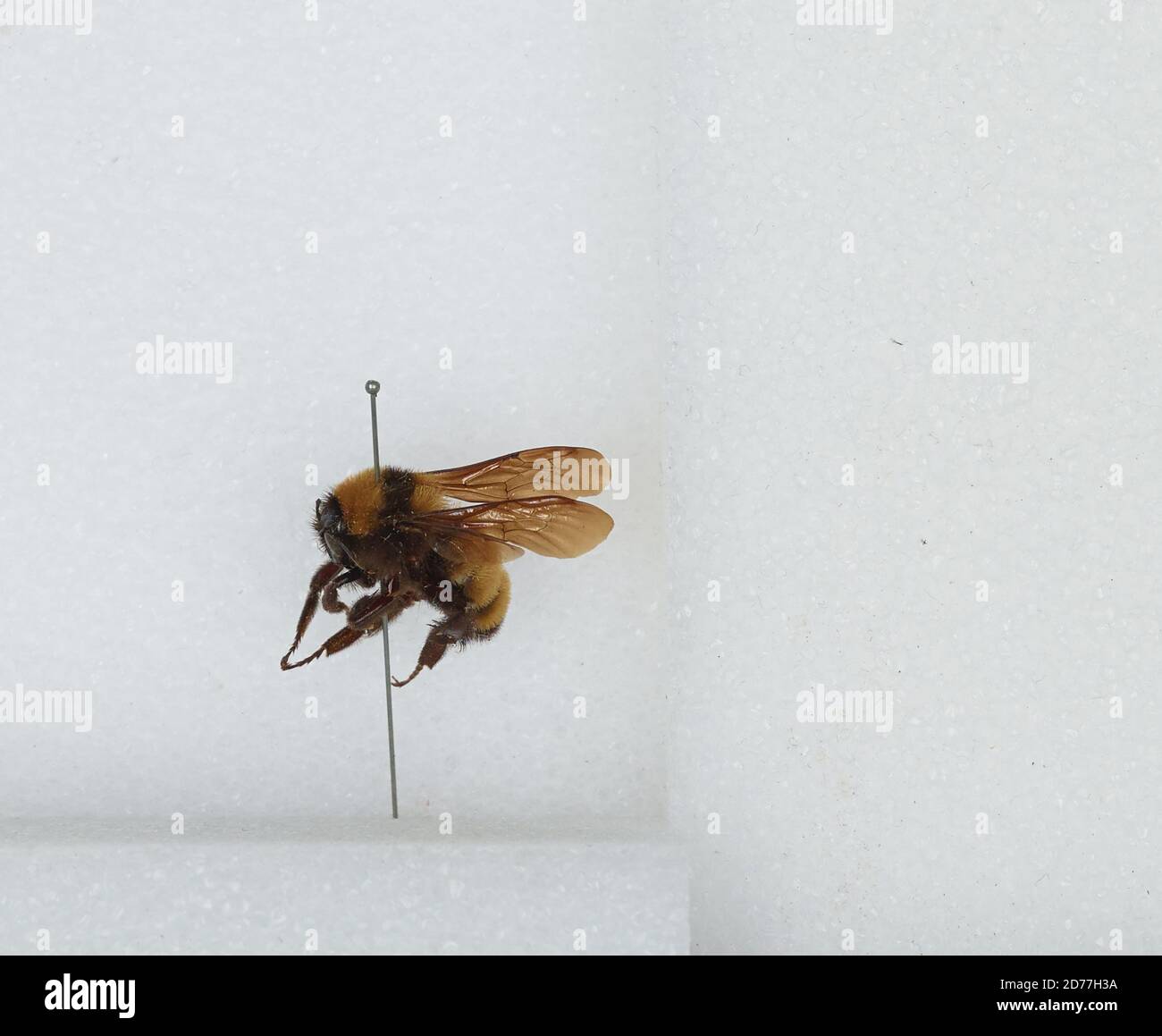 Bombus (Fervidobombus) fervidus fervidus (Fabricius), Animalia ...