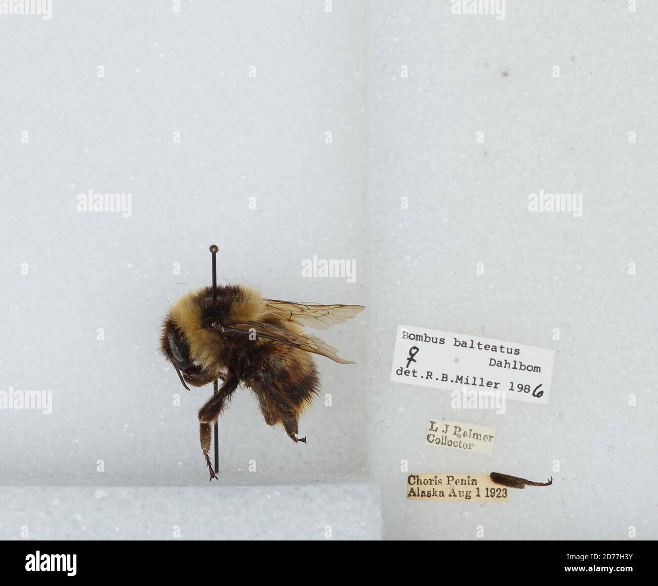 Choris Peninsula, Northwest Arctic, Alaska, United States, Bombus ...