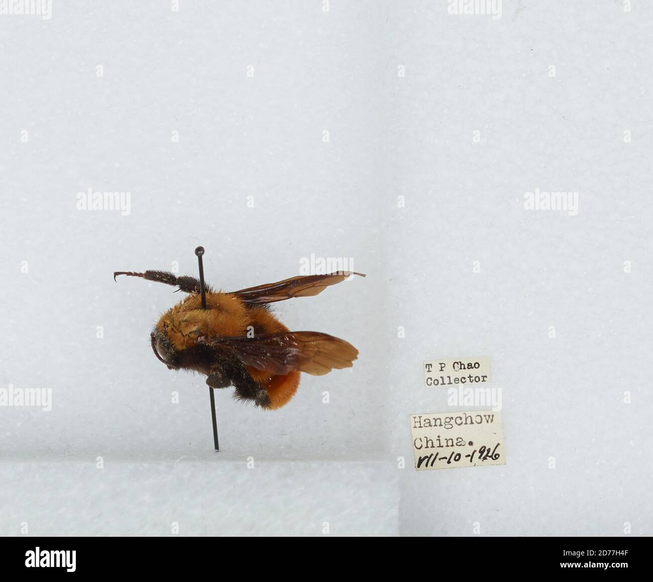 Hangzhou, Zhejiang, China, Bombus (Tricornibombus) atripes Smith ...