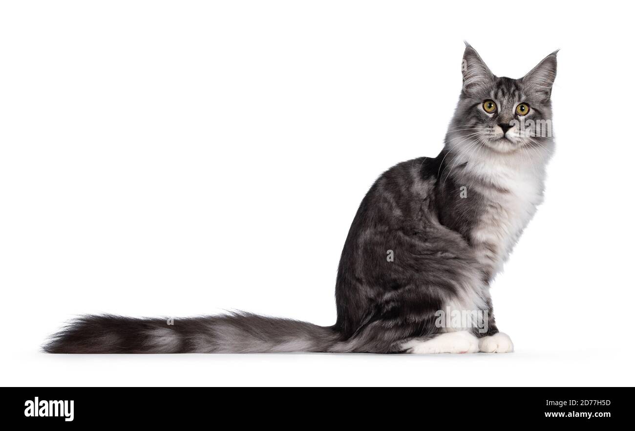 Handsome black tabby silver Maine cat, sitting side ways facing camera ...