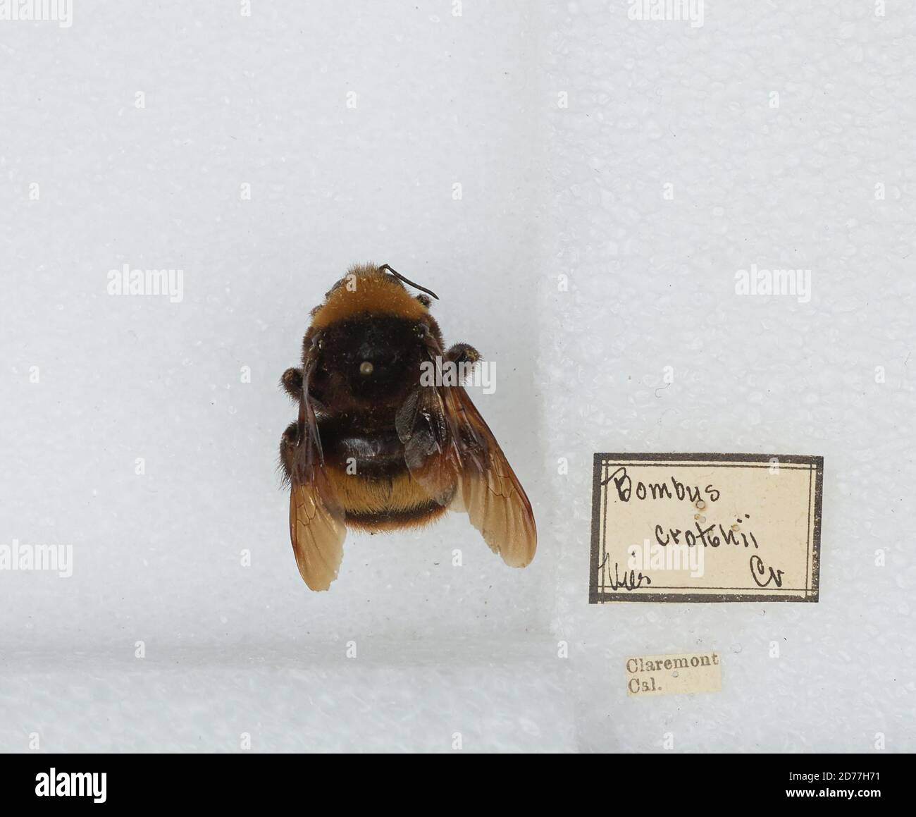 Claremont, Los Angeles, California, United States, Bombus ...