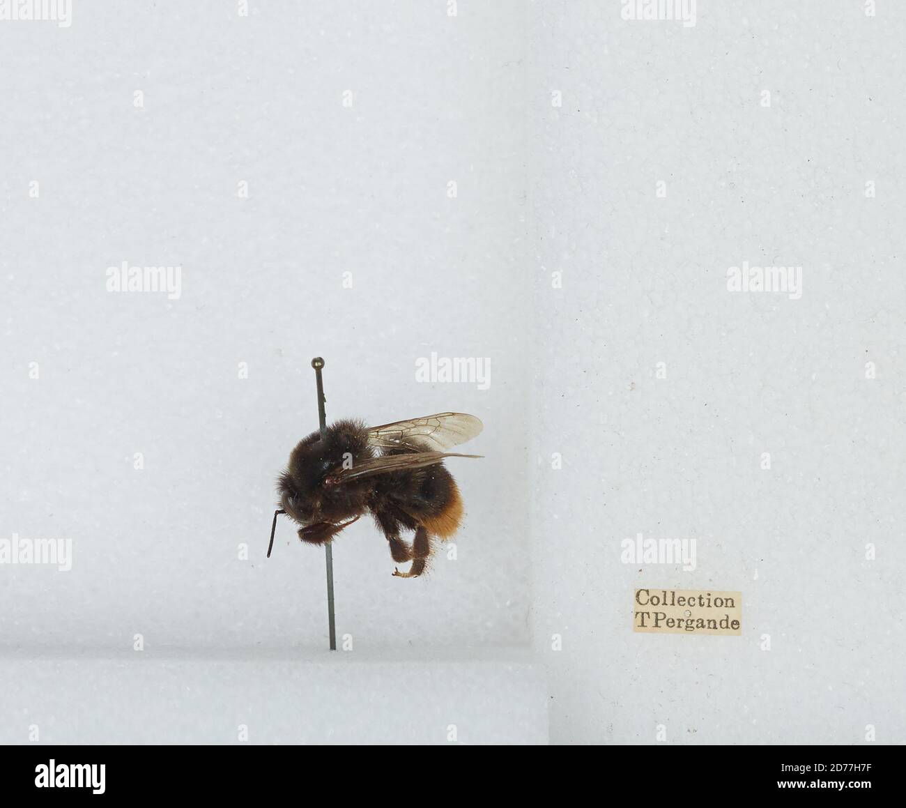 Bombus (Confusibombus) confusus (Schenck), Animalia, Arthropoda ...