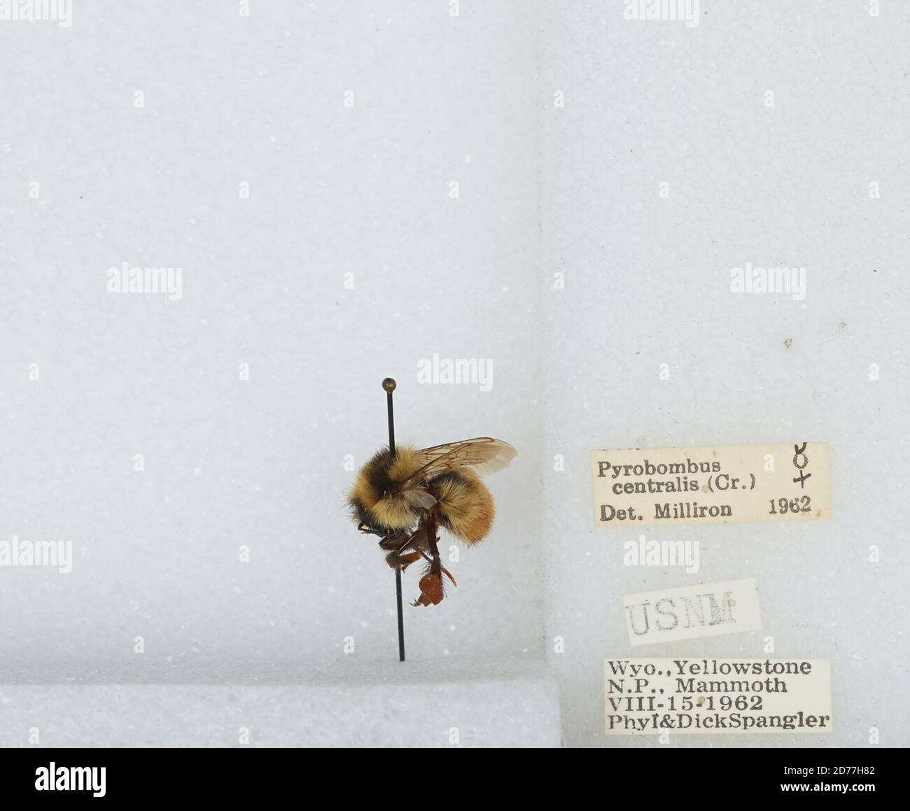 Mammoth, Yellowstone National Park, Park, Wyoming, United States ...