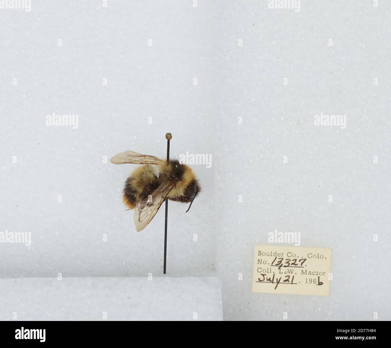 Boulder, Colorado, United States, Bombus (Alpinobombus) balteatus ...