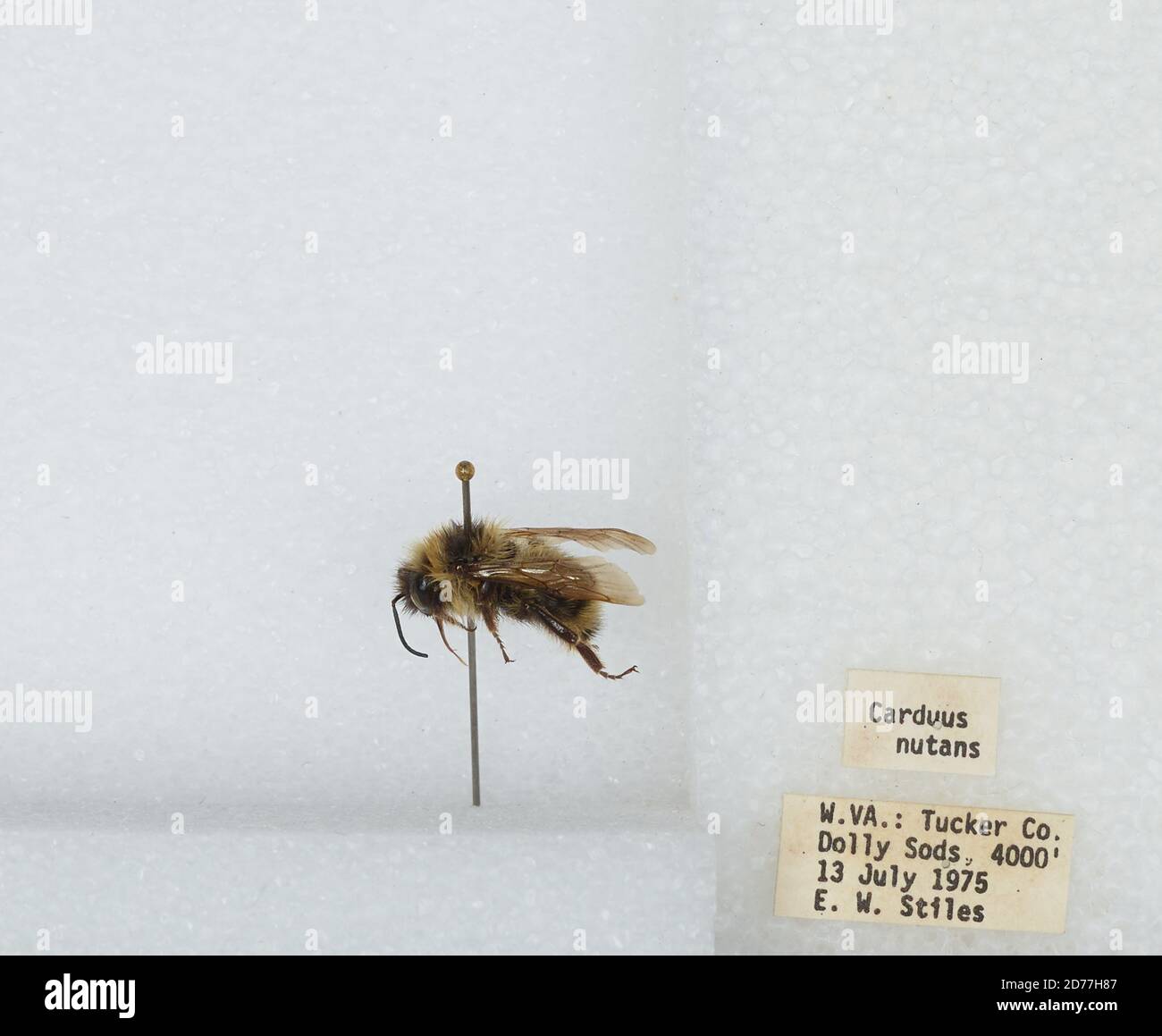 Dolly Sods, Tucker, West Virginia, United States, Bombus (Psithyrus ...