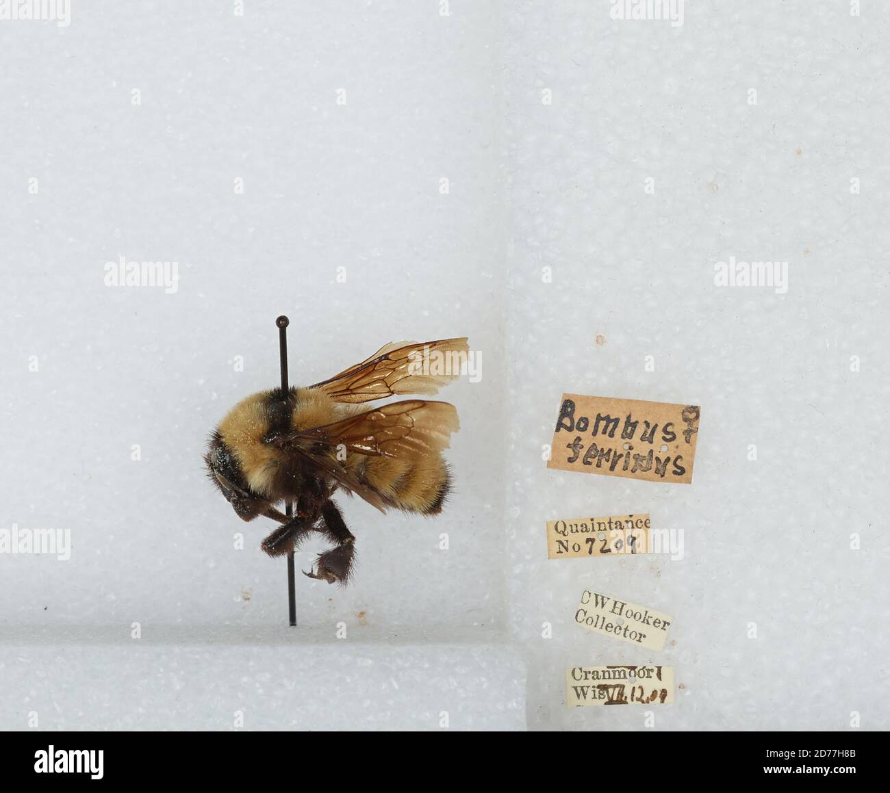 Cranmoor, Wood, Wisconsin, United States, Bombus (Fervidobombus ...