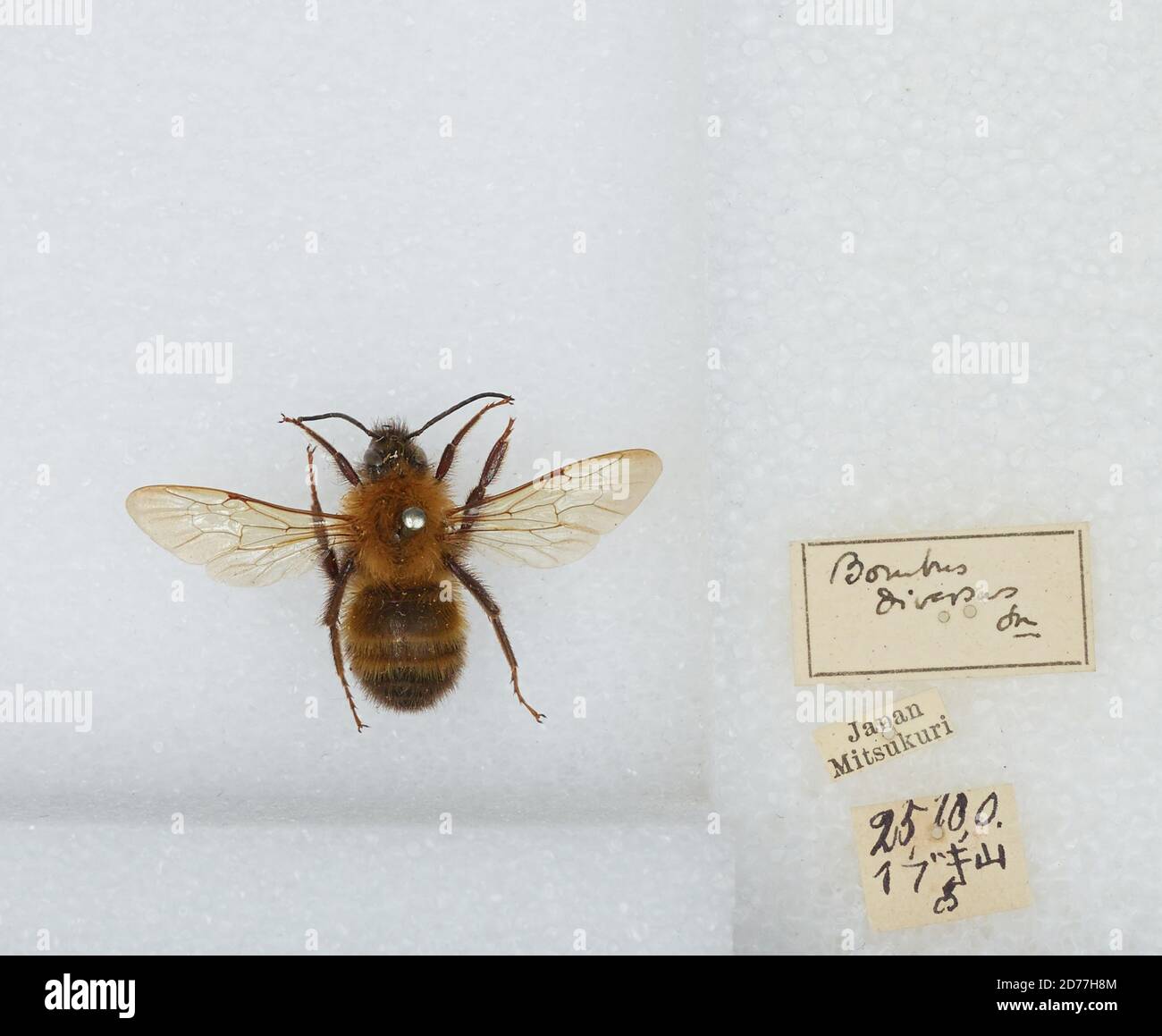 Japan, Bombus (Diversobombus) diversus Smith, Animalia, Arthropoda, Insecta, Hymenoptera, Apidae ...
