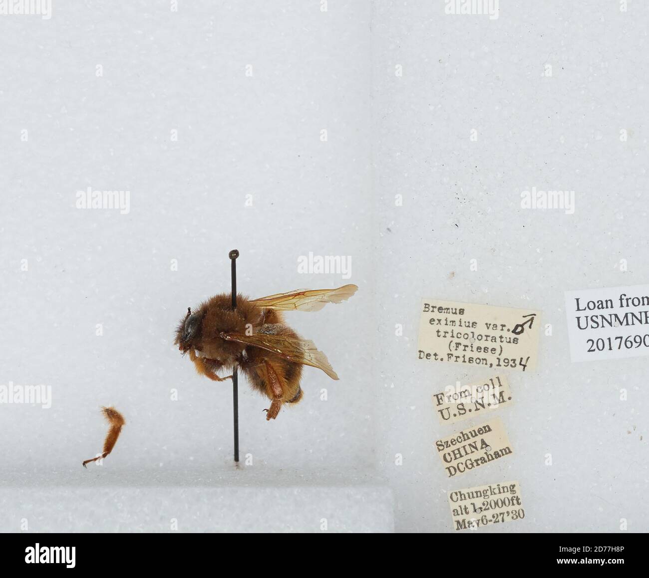 Eximius smith hi-res stock photography and images - Alamy