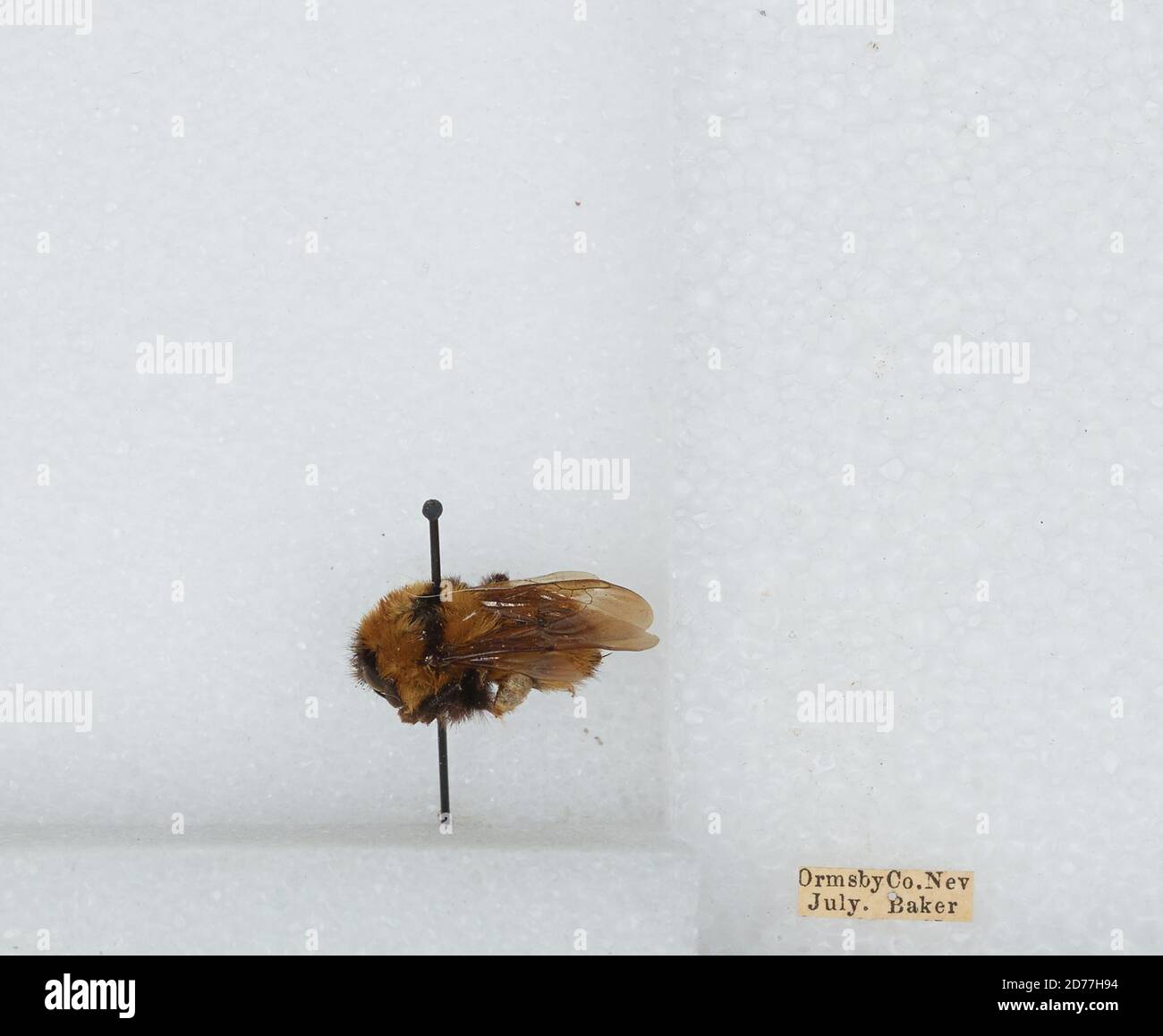 Ormsby, Nevada, United States, Bombus (Fervidobombus) fervidus fervidus ...