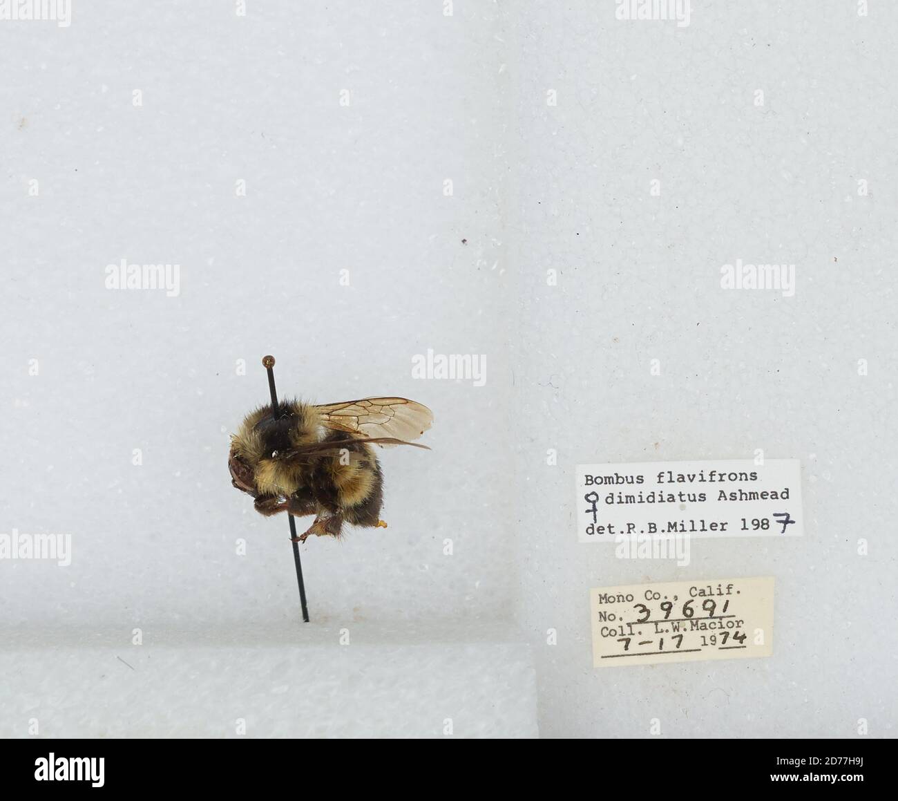 Mono, California, United States, Bombus (Pyrobombus) flavifrons Cresson ...