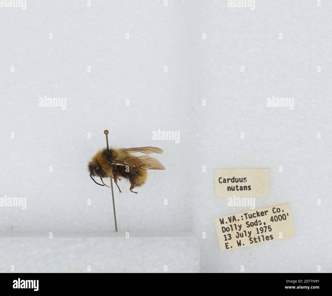 Dolly Sods, Tucker, West Virginia, United States, Bombus (Psithyrus ...
